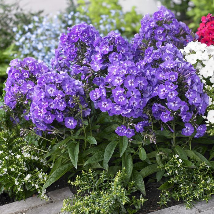 Évelő növények - Réti lángvirág | novenyek.ro